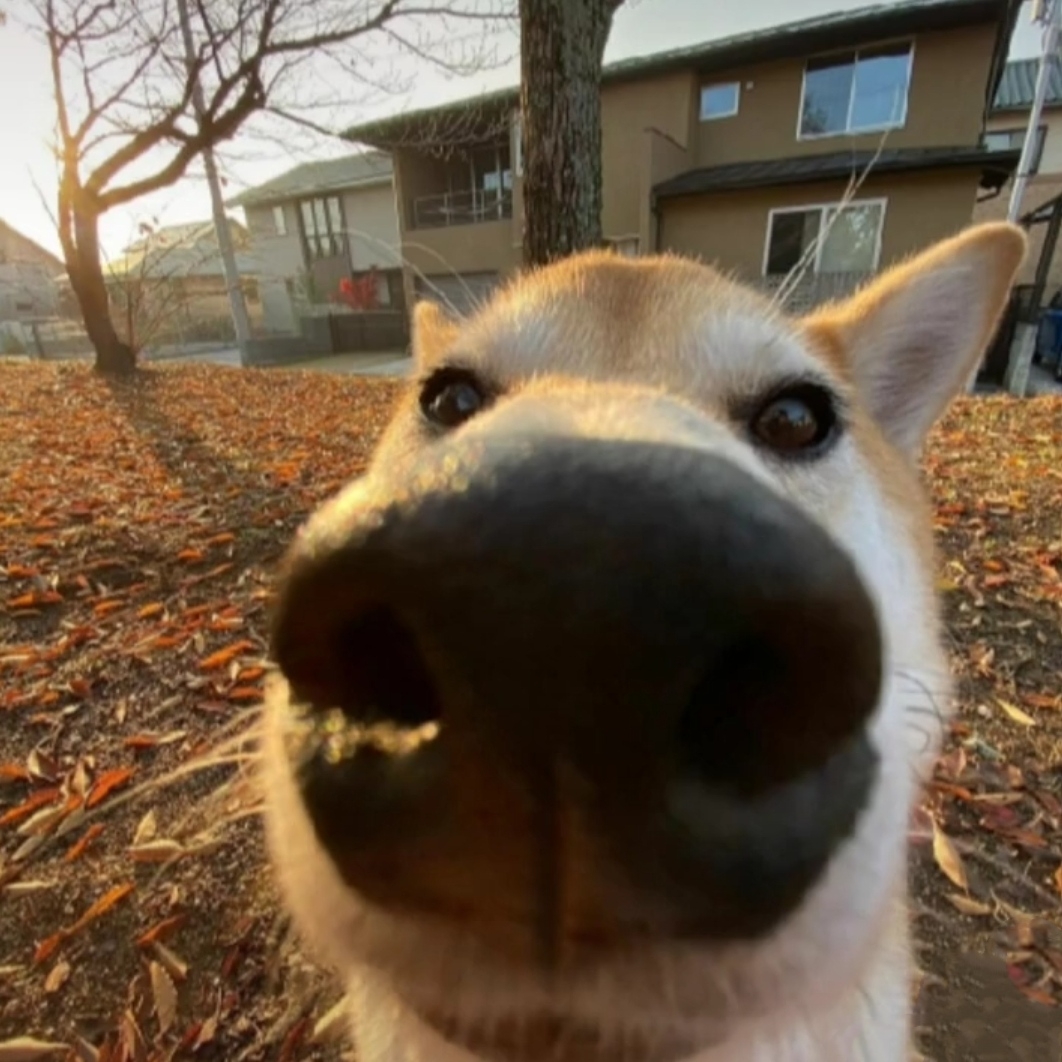 Wenzel-深圳市华运国际物流有限公司-渠道-详细询价请加QQ或者微信，期待合作。