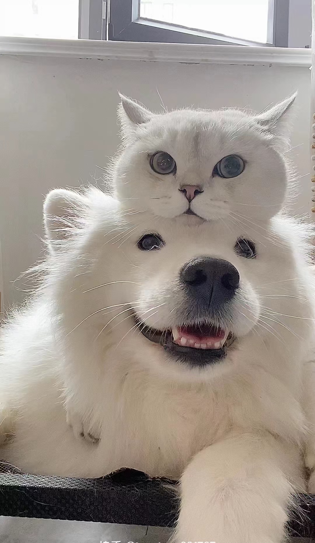 请报价1x40'hq cntr from Shanghai to Chittagong.-国际物流圈